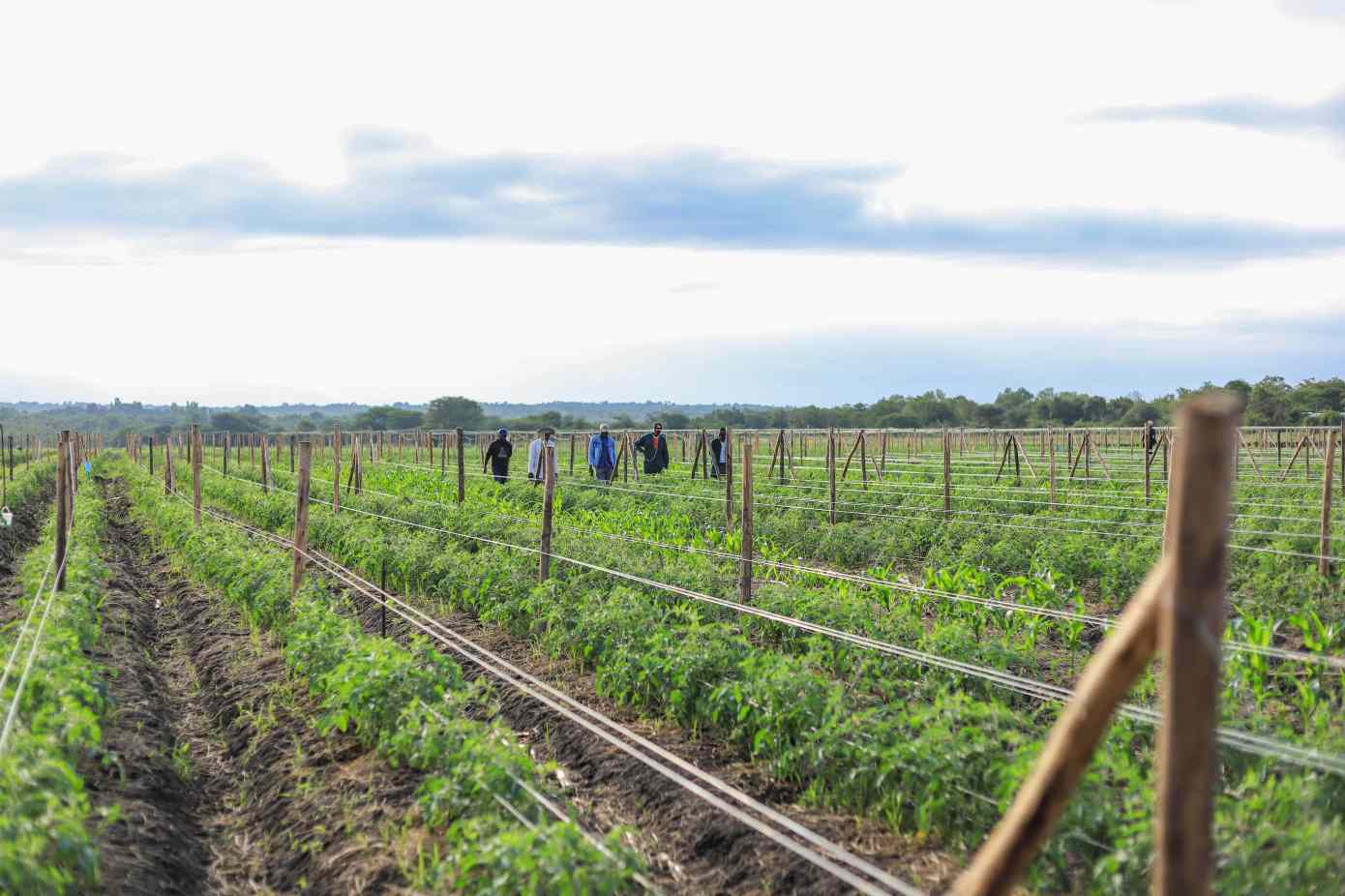 FarmWorks, a Kenyan agritech startup, secures a pre-Series A funding round of $4.1 million to ...